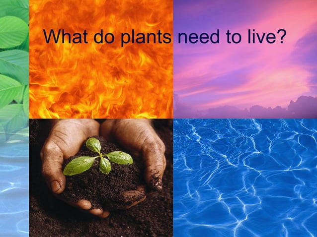 What do plants need | PPT | Gardening | Home & Garden