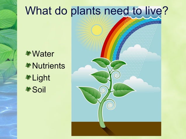 What do plants need | PPT | Gardening | Home & Garden