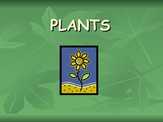 Plant Needs | PPT
