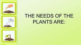 Plant needs | PPTX