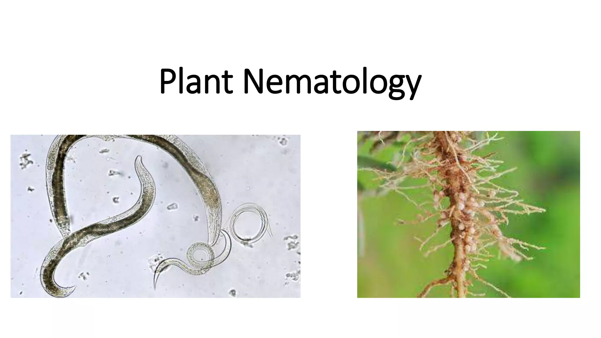 Plant Nematology.pptx