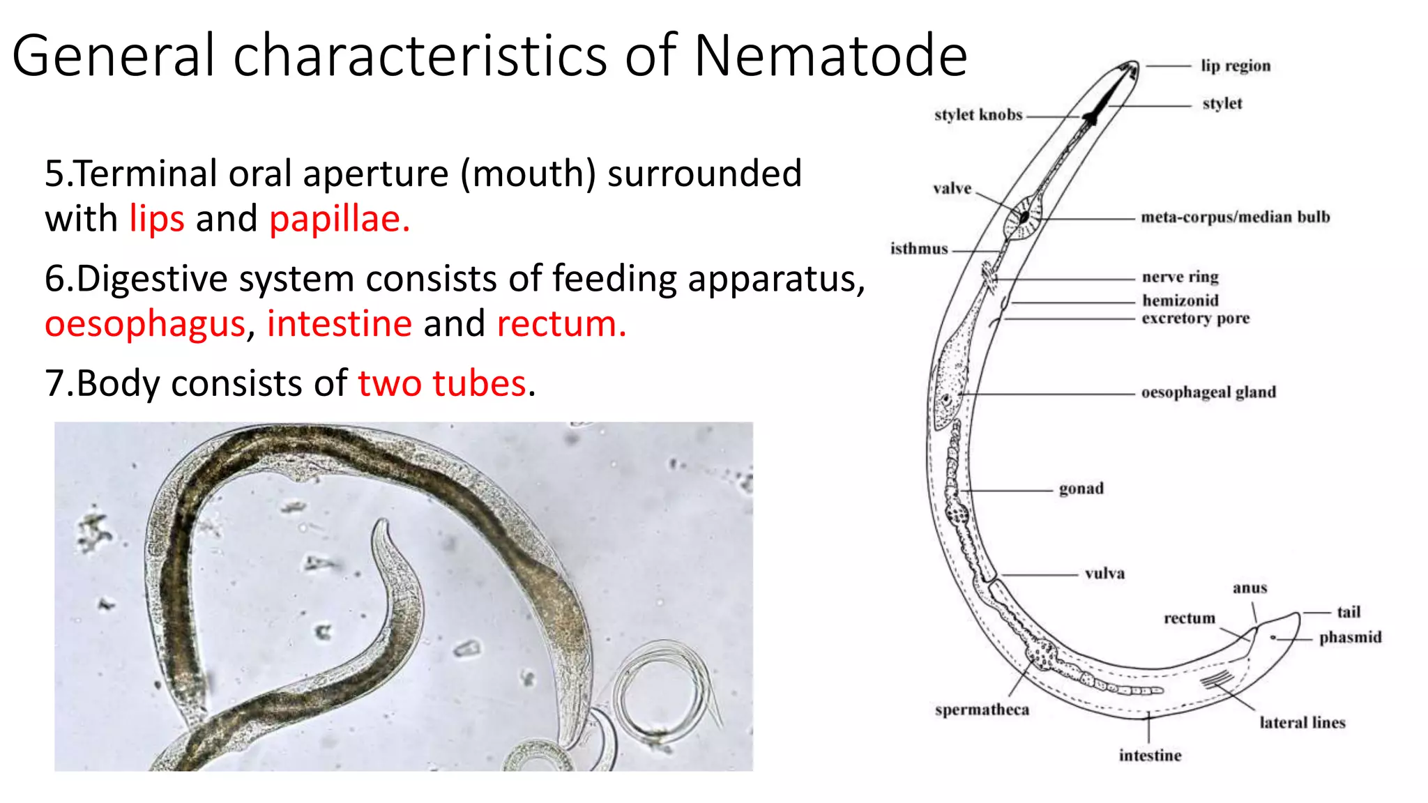 Plant Nematology.pptx