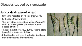 Plant Nematology.pptx