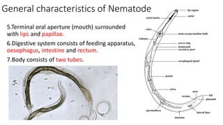 Plant Nematology.pptx