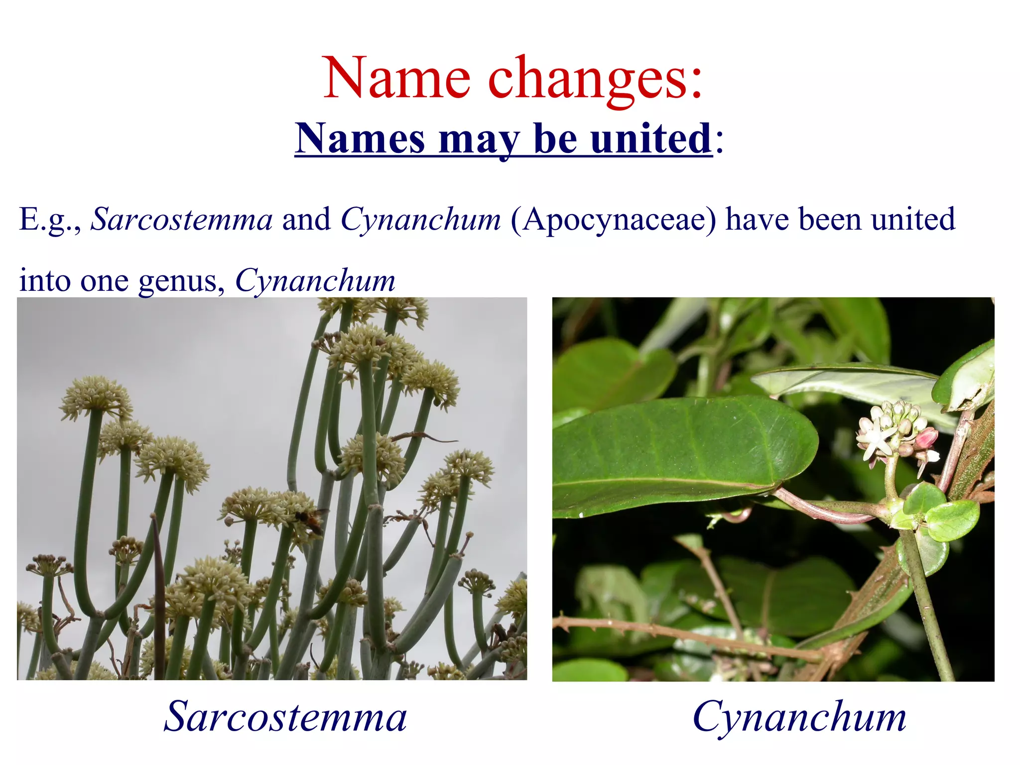 Plant nomenclature | PPT