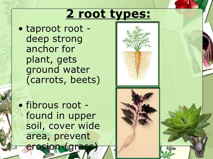 Plant Notes Ch 21 24