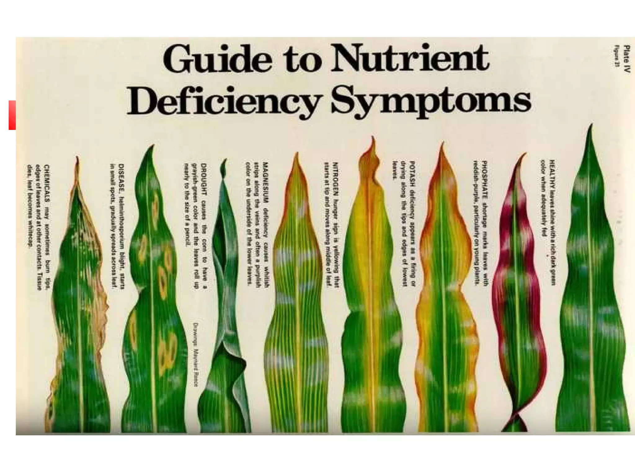 Plant nutrients | PPT