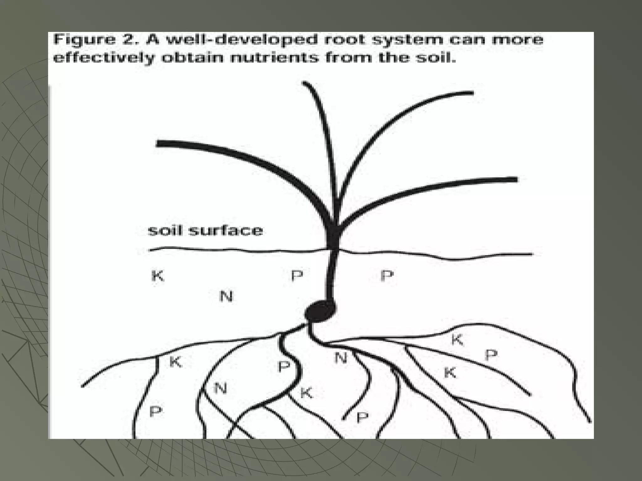 Plant nutrients | PPT