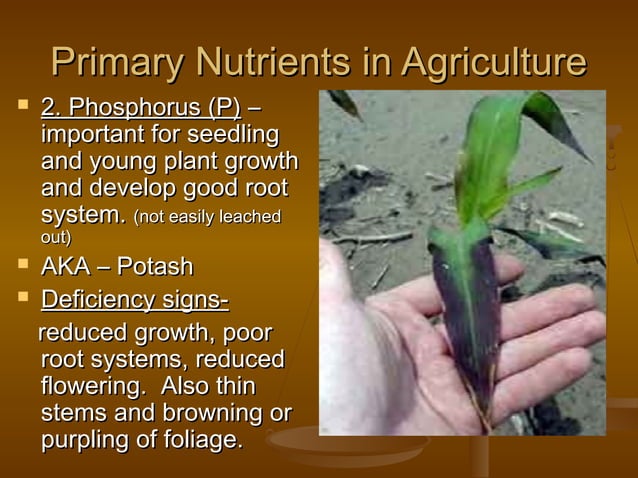 Plant nutrients | PPT