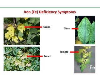 Plant nutrients, Nutrients required for plant Body | PPTX