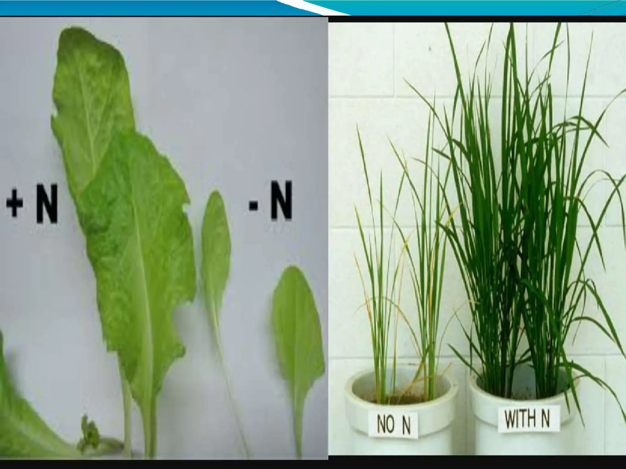 plant nutrients basics and different type of methods.pptx