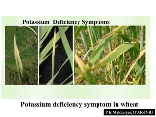 Plant nutrients and soil test based fertilizer application pijush kanti ...