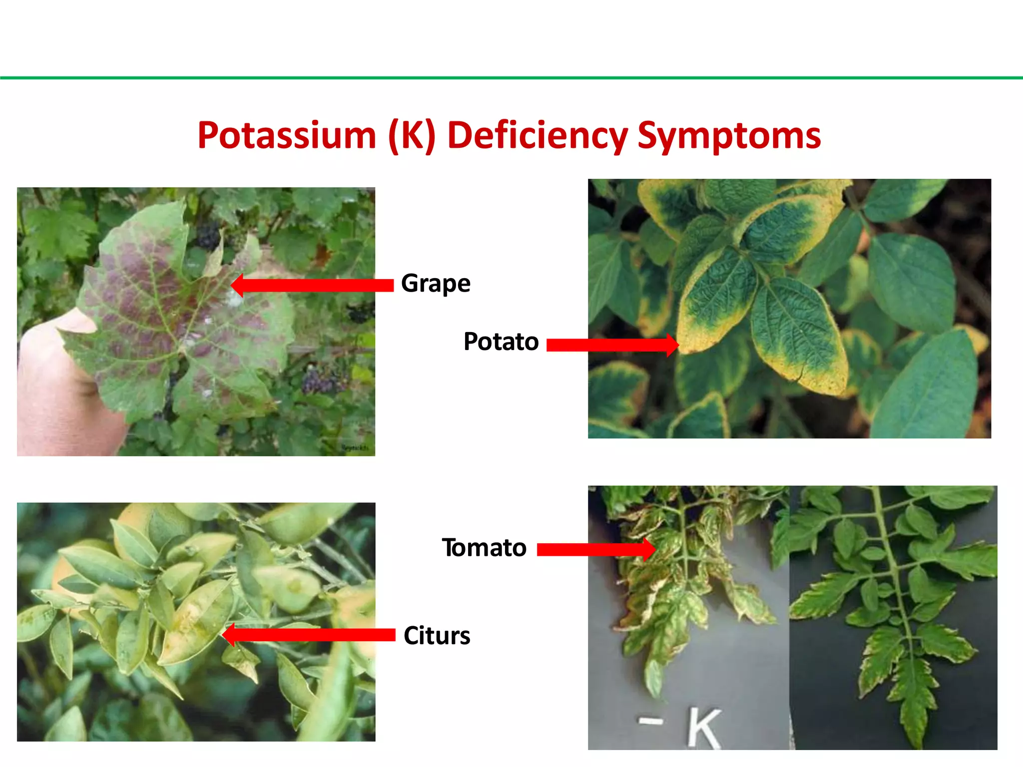 Plant nutrients deficiency symptoms | PPTX