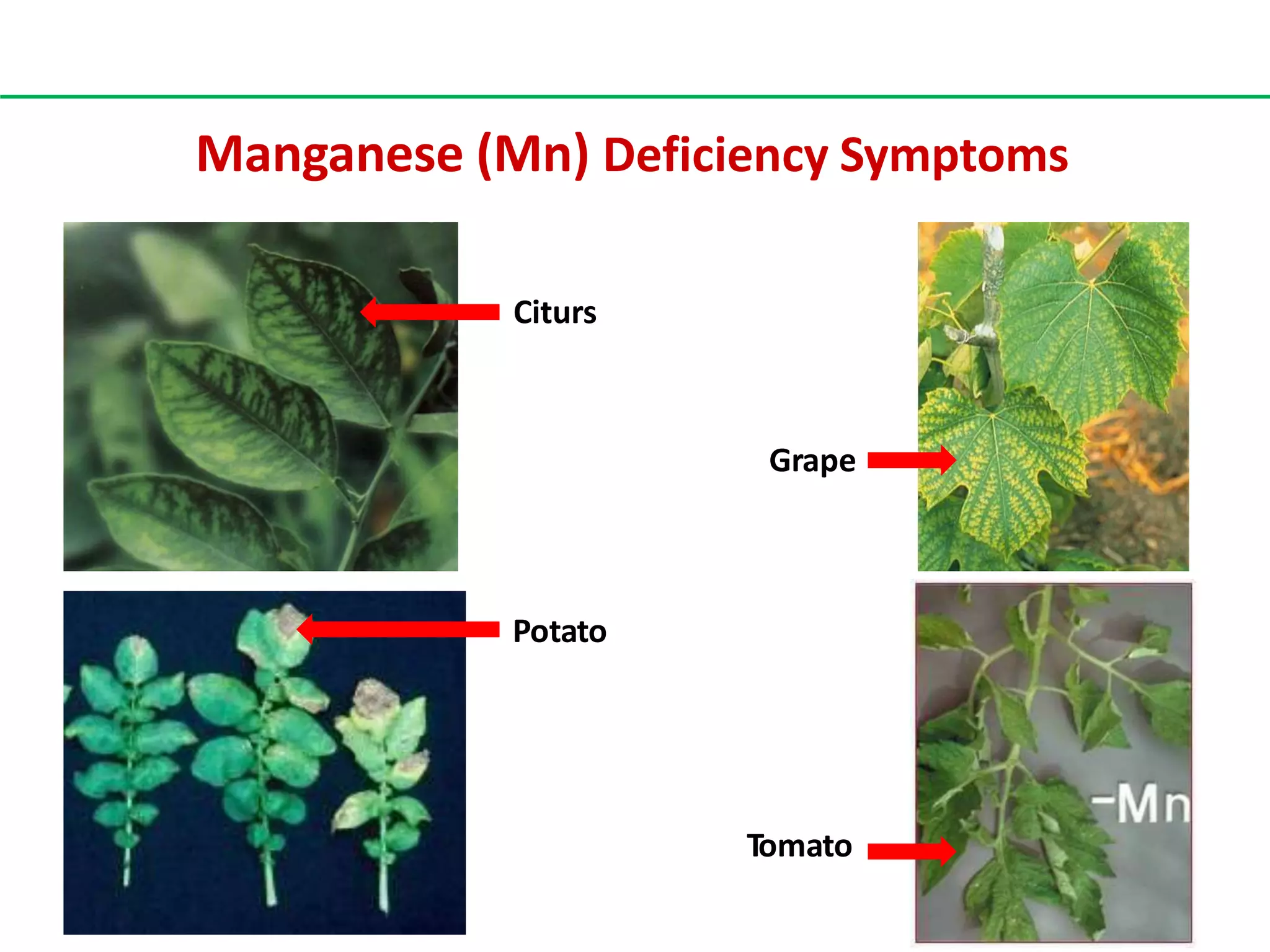 Plant nutrients deficiency symptoms | PPTX