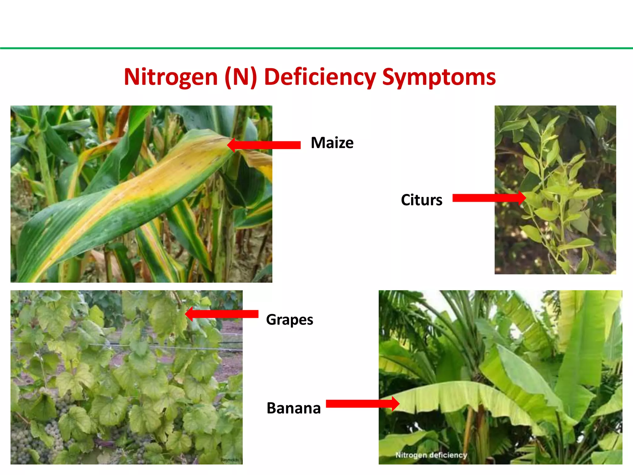 Plant nutrients deficiency symptoms | PPTX