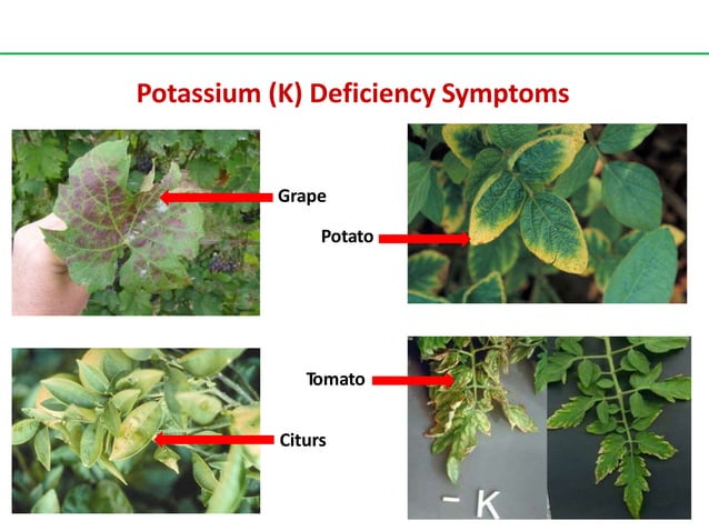 Plant nutrients deficiency symptoms | PPTX | Agriculture | Industries