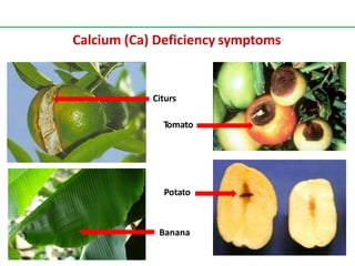Plant nutrients deficiency symptoms | PPTX