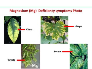 Plant nutrients deficiency symptoms | PPTX