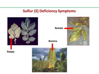 Plant nutrients deficiency symptoms | PPTX