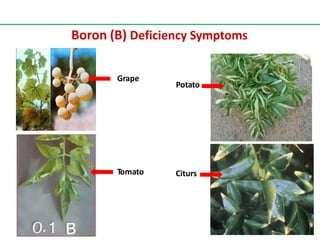 Plant nutrients deficiency symptoms | PPTX