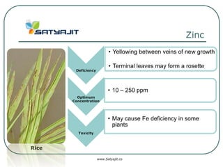 Plant Nutrition Basics | PPTX