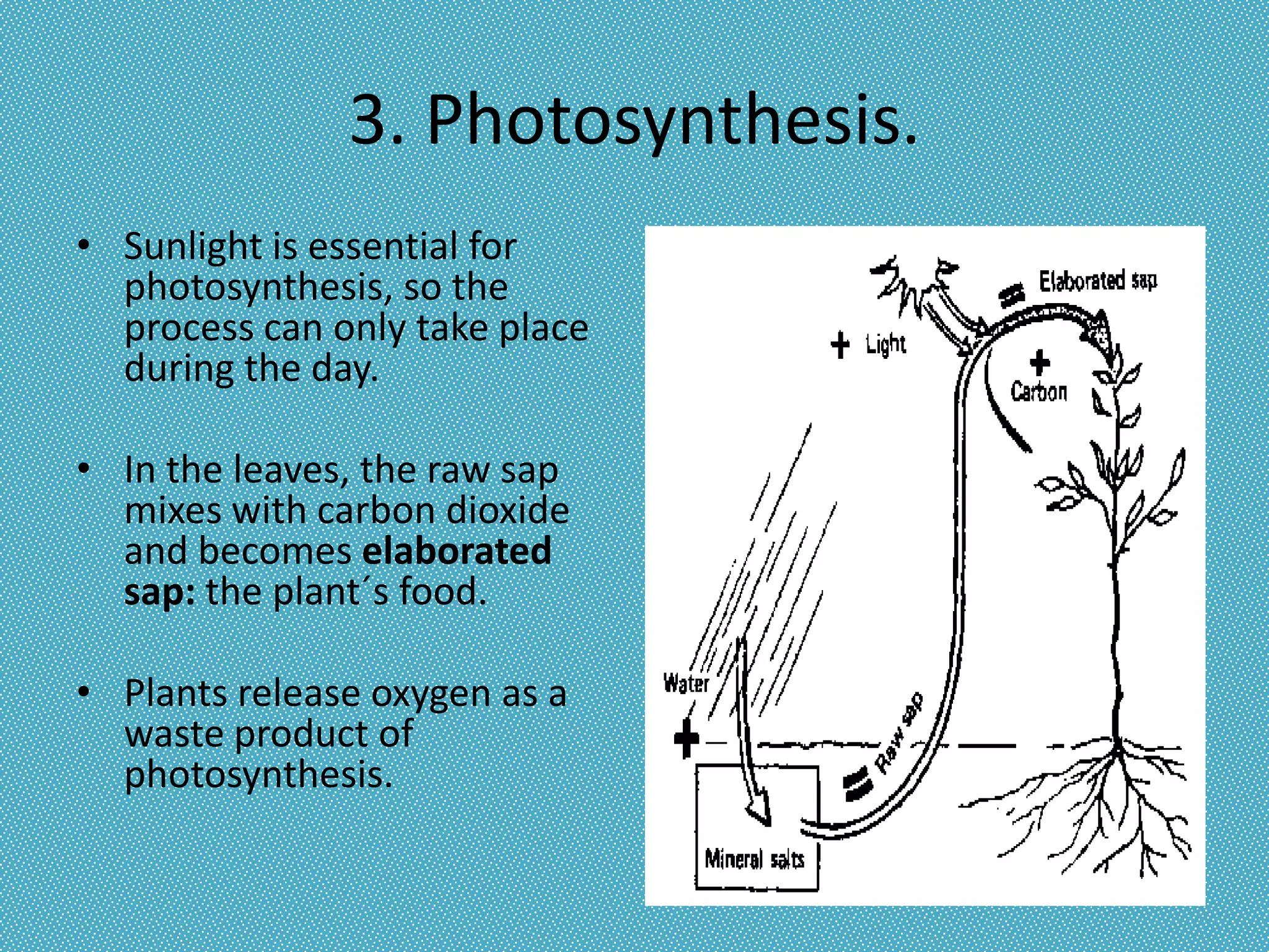 Plant nutrition | PPTX