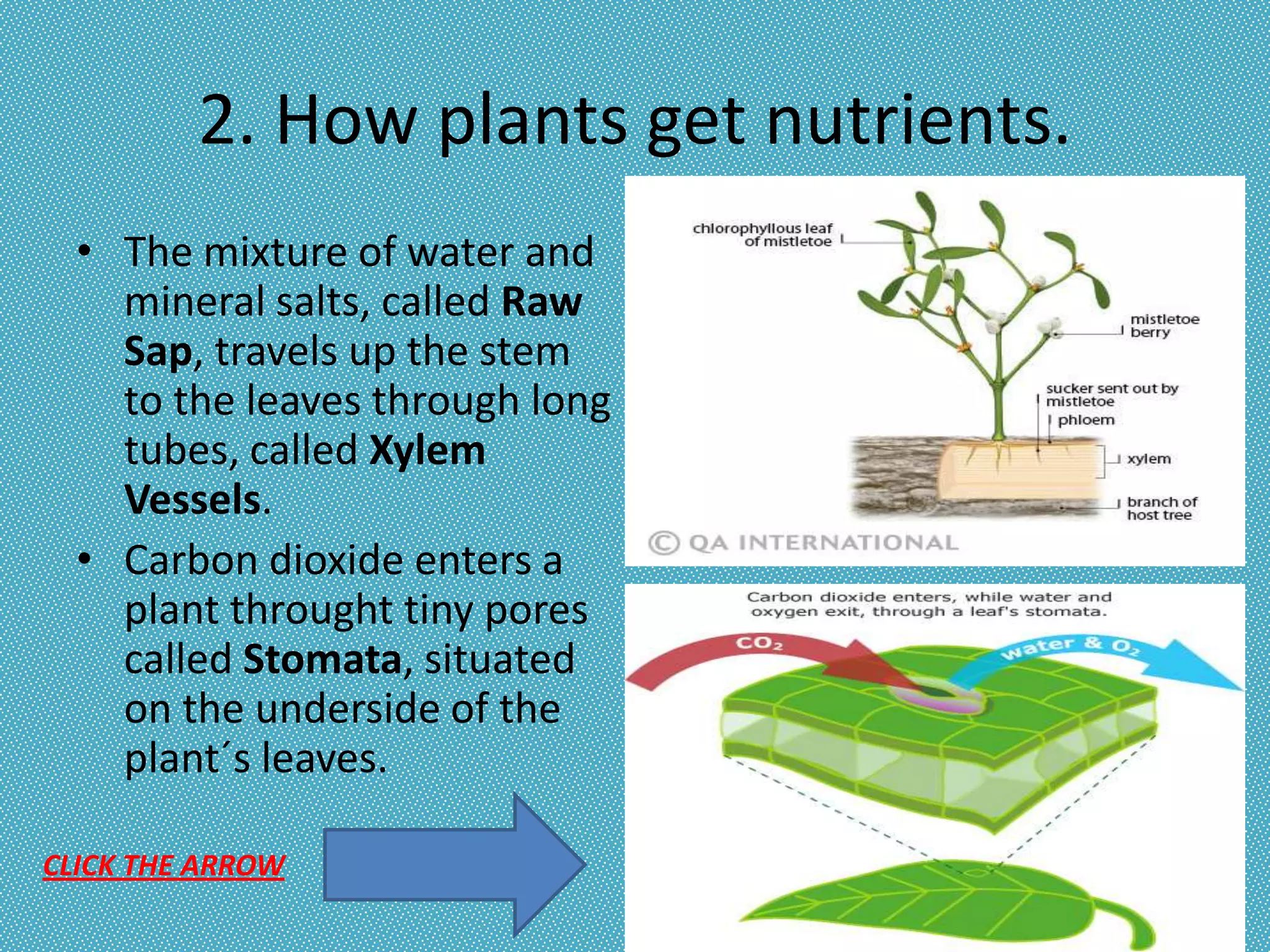 Plant nutrition | PPTX
