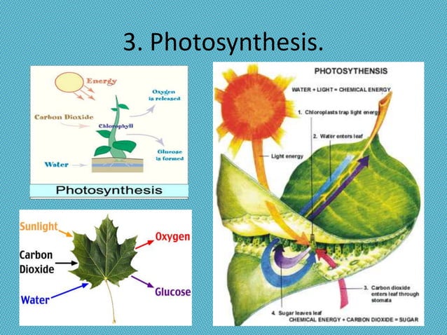 Plant nutrition | PPT