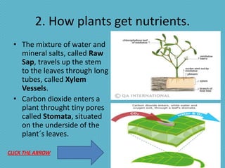 Plant nutrition | PPTX