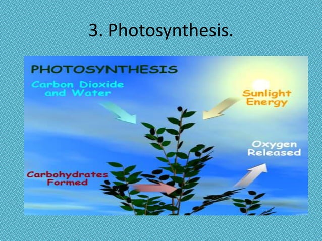 Plant nutrition | PPTX