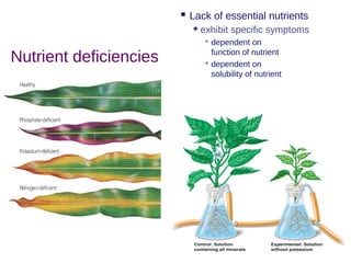 Plantnutrition | PPT