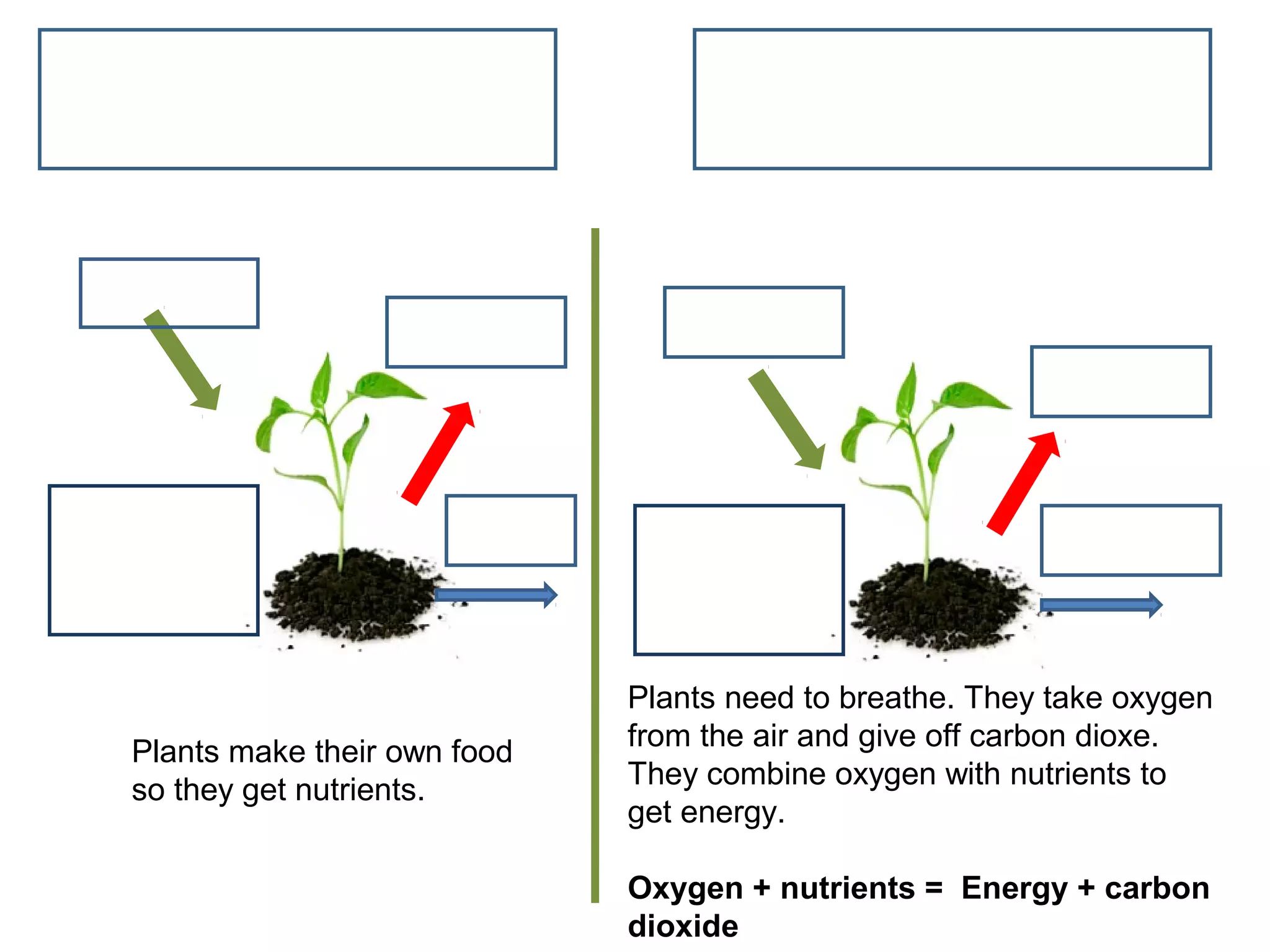 Plant nutrition | PPT