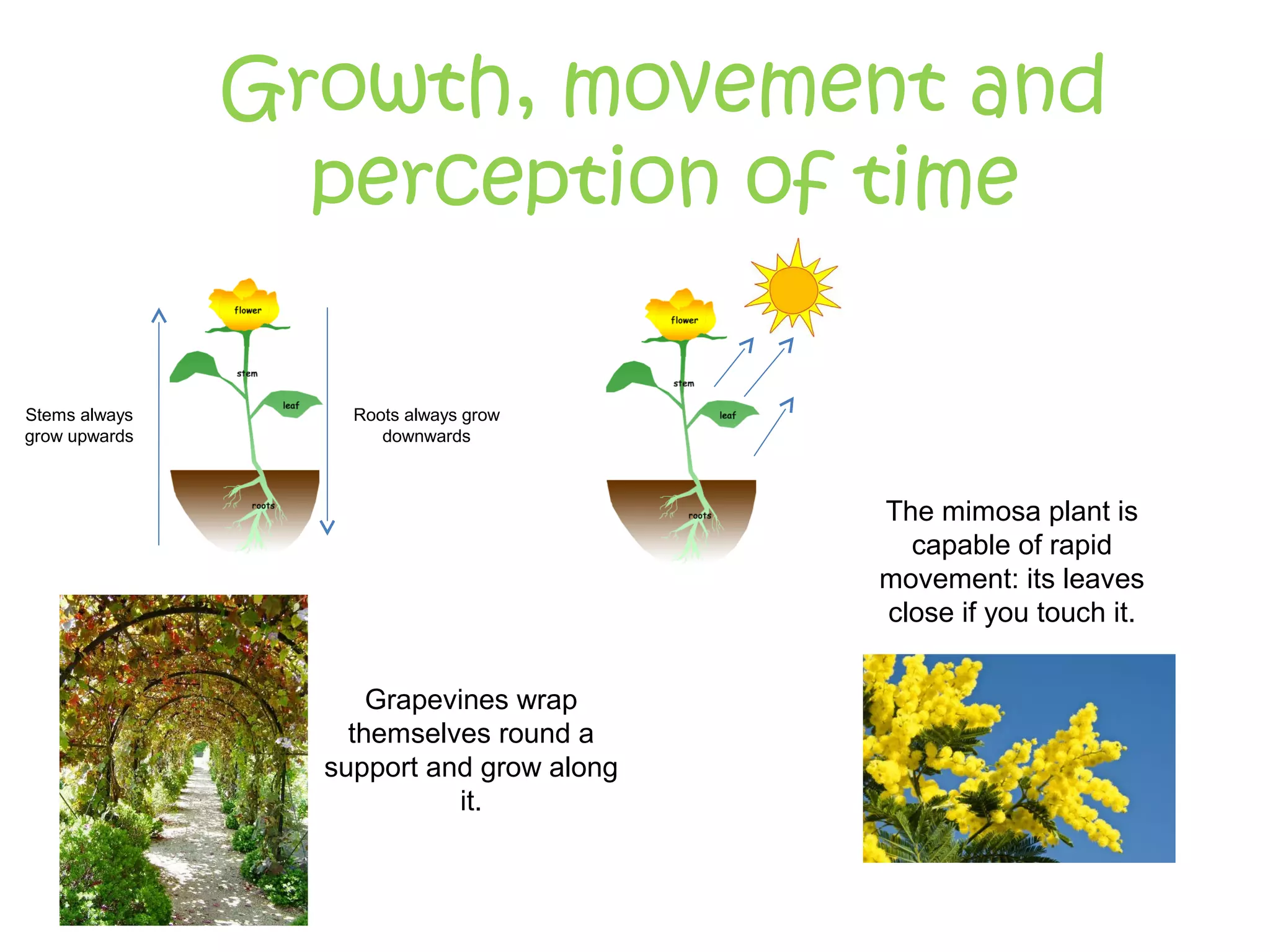 Plant nutrition | PPT