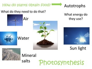 Plant nutrition | PPT | Gardening | Home & Garden