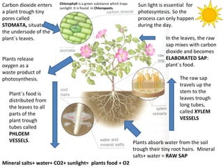 Plant nutrition | PPT | Gardening | Home & Garden