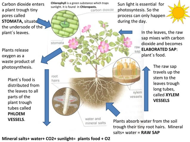 Plant nutrition | PPT | Gardening | Home & Garden