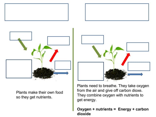 Plant nutrition | PPT | Gardening | Home & Garden
