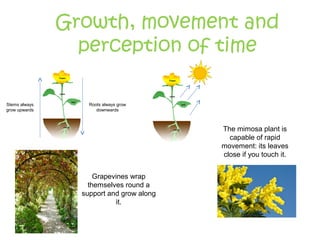 Plant nutrition | PPT | Gardening | Home & Garden
