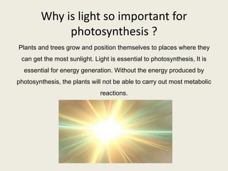 Plant nutrition | PPTX