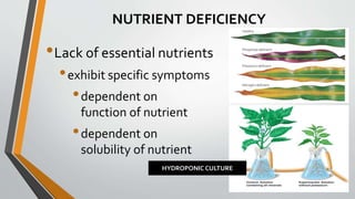 PLANT_NUTRITION_025816.pptx
