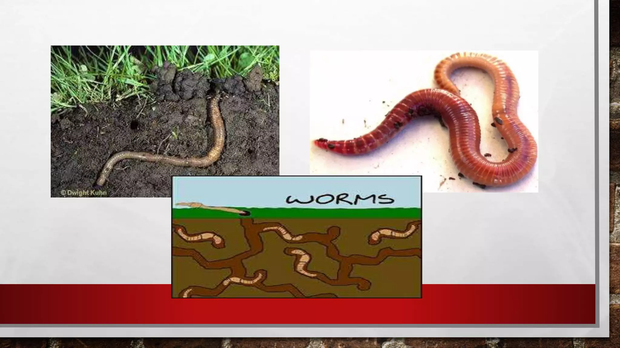 Living Organism, Soil Profile | PPTX