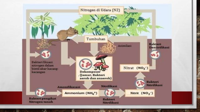 Living Organism, Soil Profile | PPTX