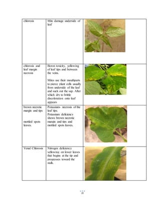 Plant nutrition final lab report | DOCX