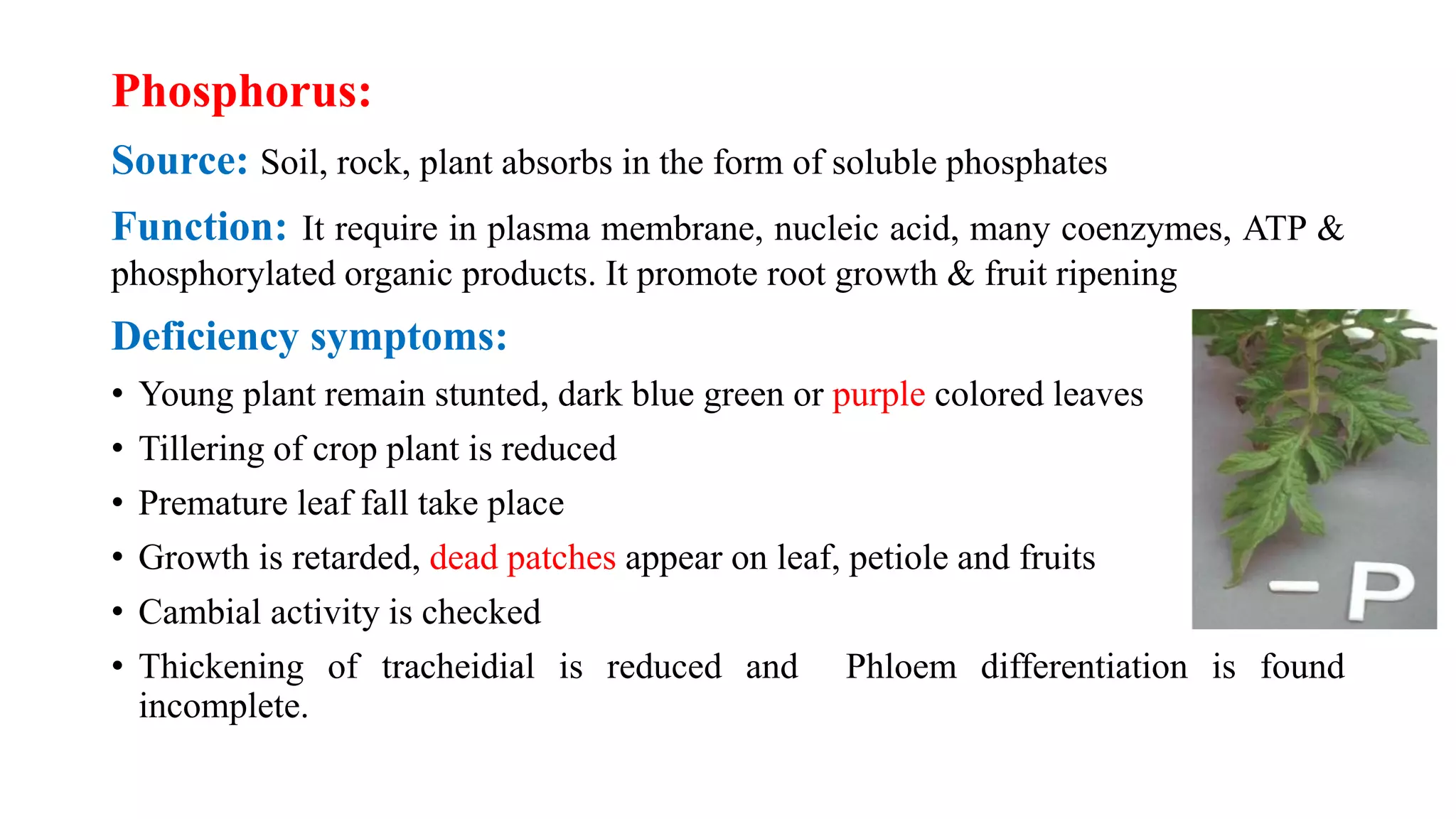 Plant nutrition major elements | PPTX