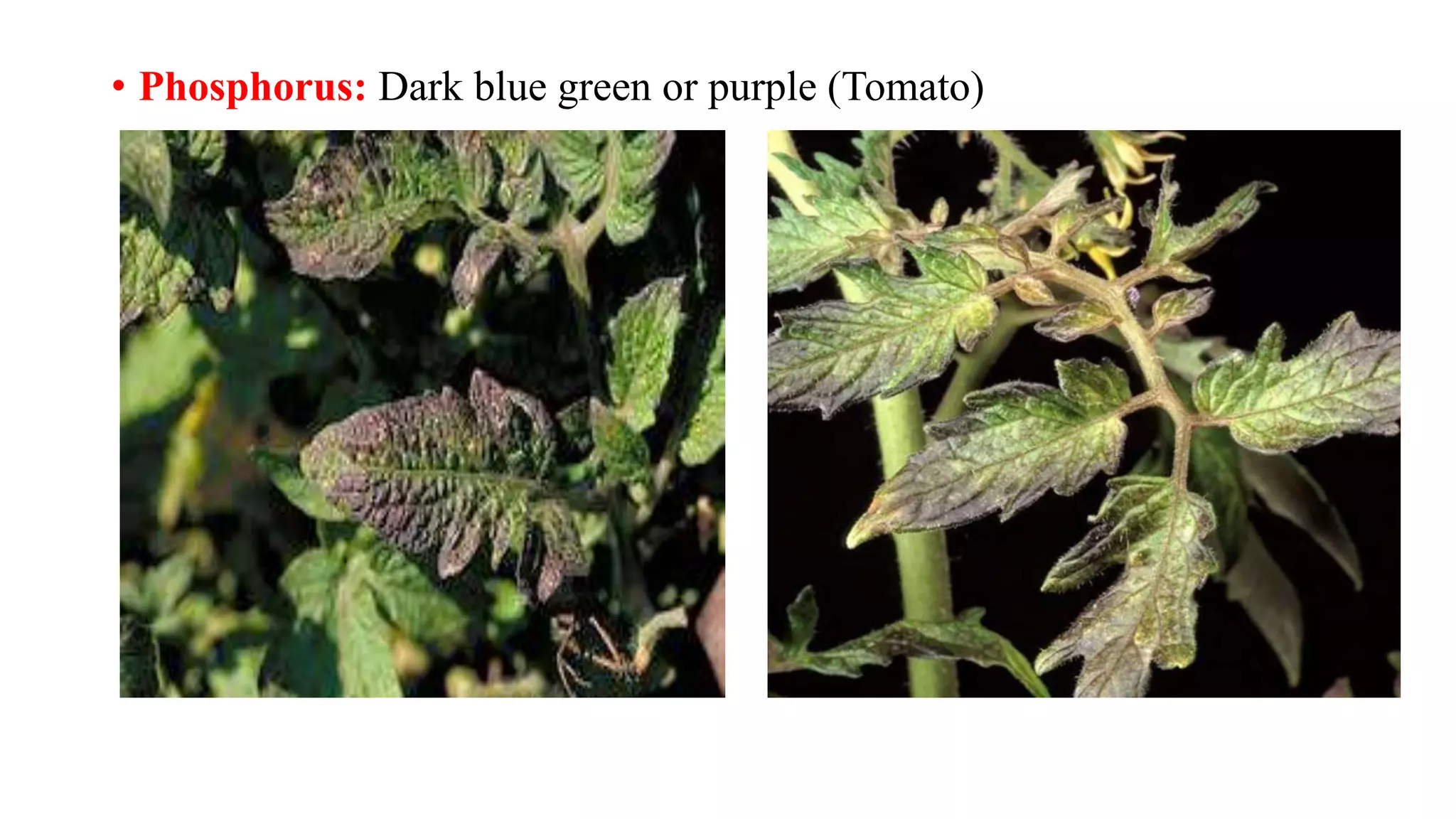 Plant nutrition major elements | PPTX