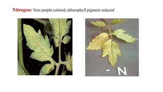 Plant nutrition major elements | PPTX