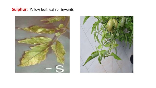 Plant nutrition major elements | PPT