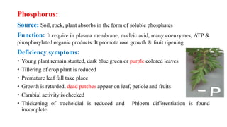 Plant nutrition major elements | PPTX
