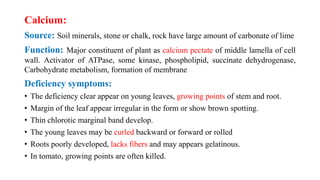 Plant nutrition major elements | PPTX