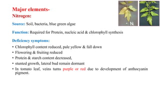 Plant nutrition major elements | PPT